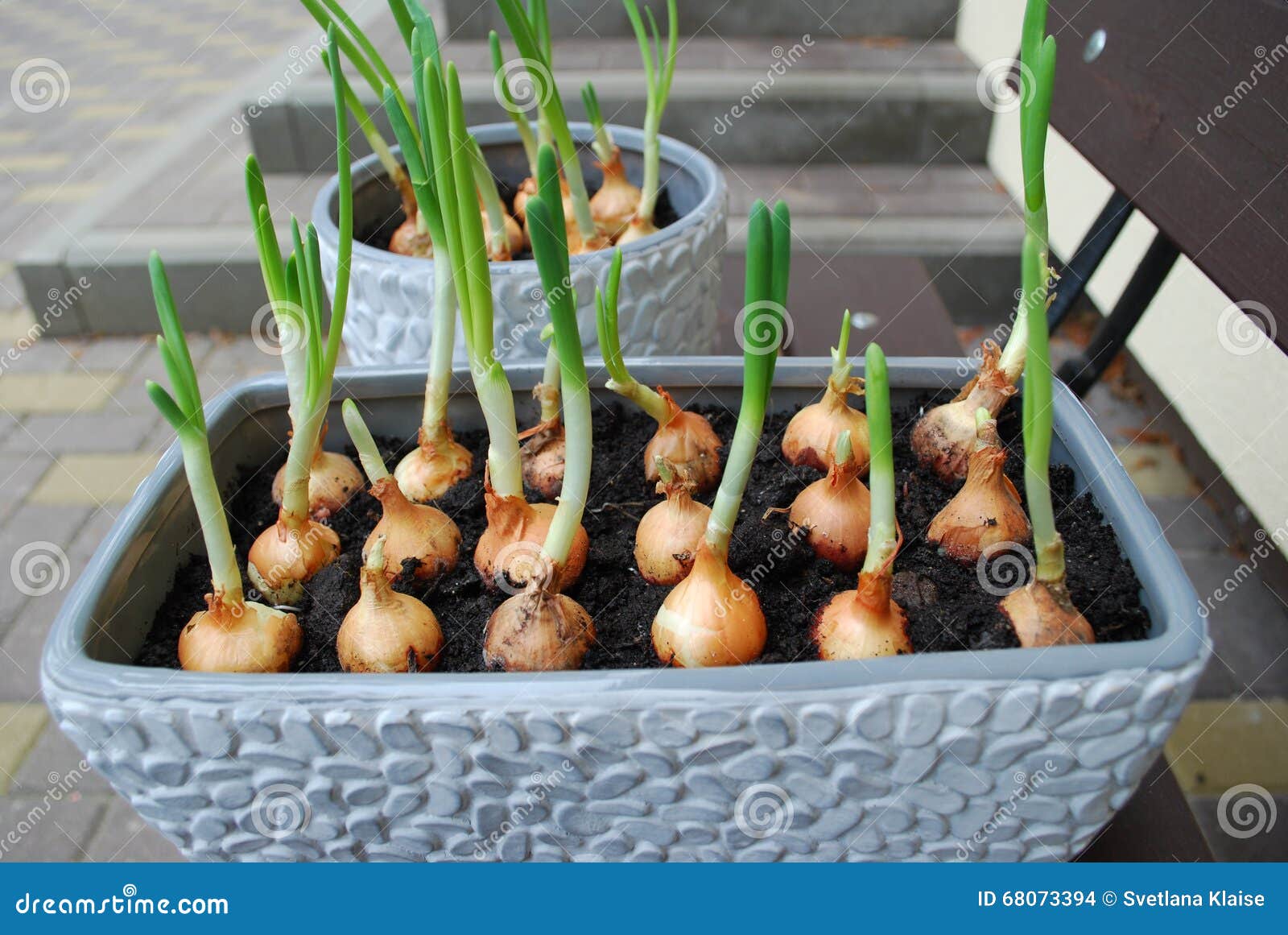 Spring Onion Seedlings To Grow at Home. Stock Photo - Image of ...