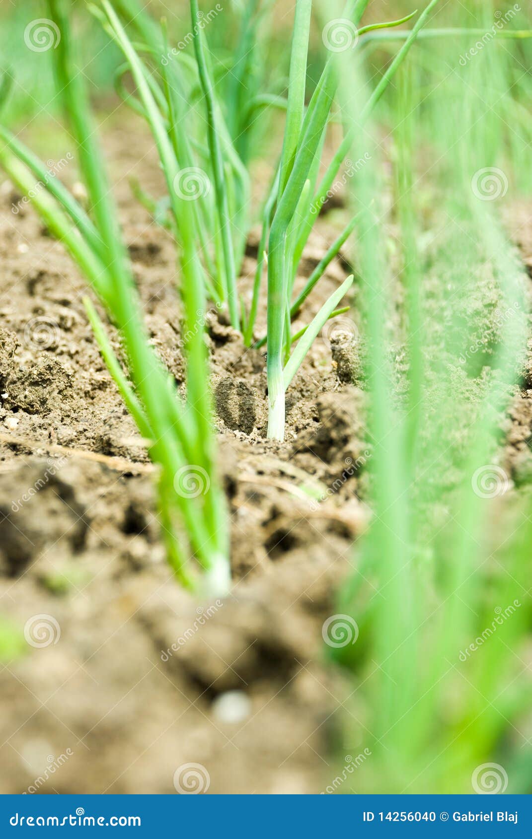 Spring onion in soil stock photo. Image of country, natural - 14256040