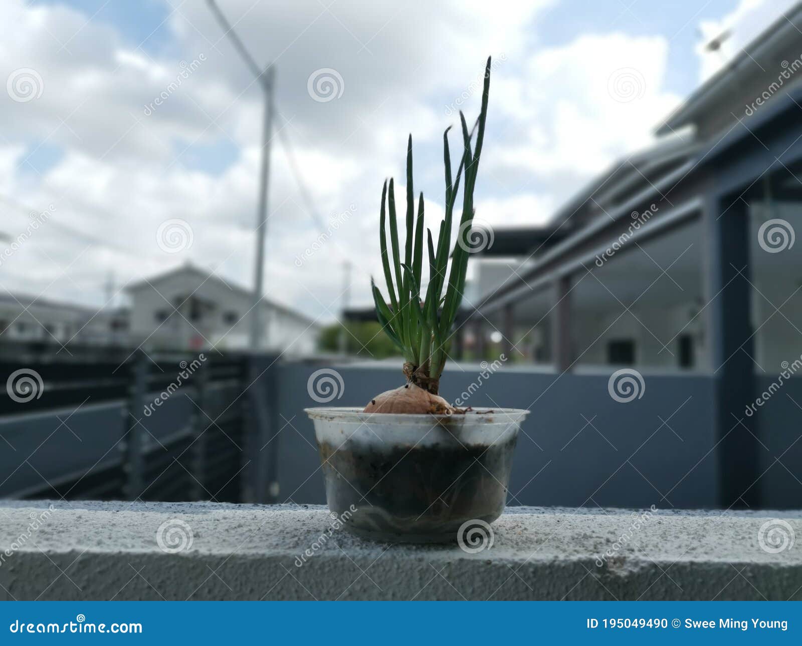 Spring Onion Sprouting from the Fruit in the Plastic Container Stock ...