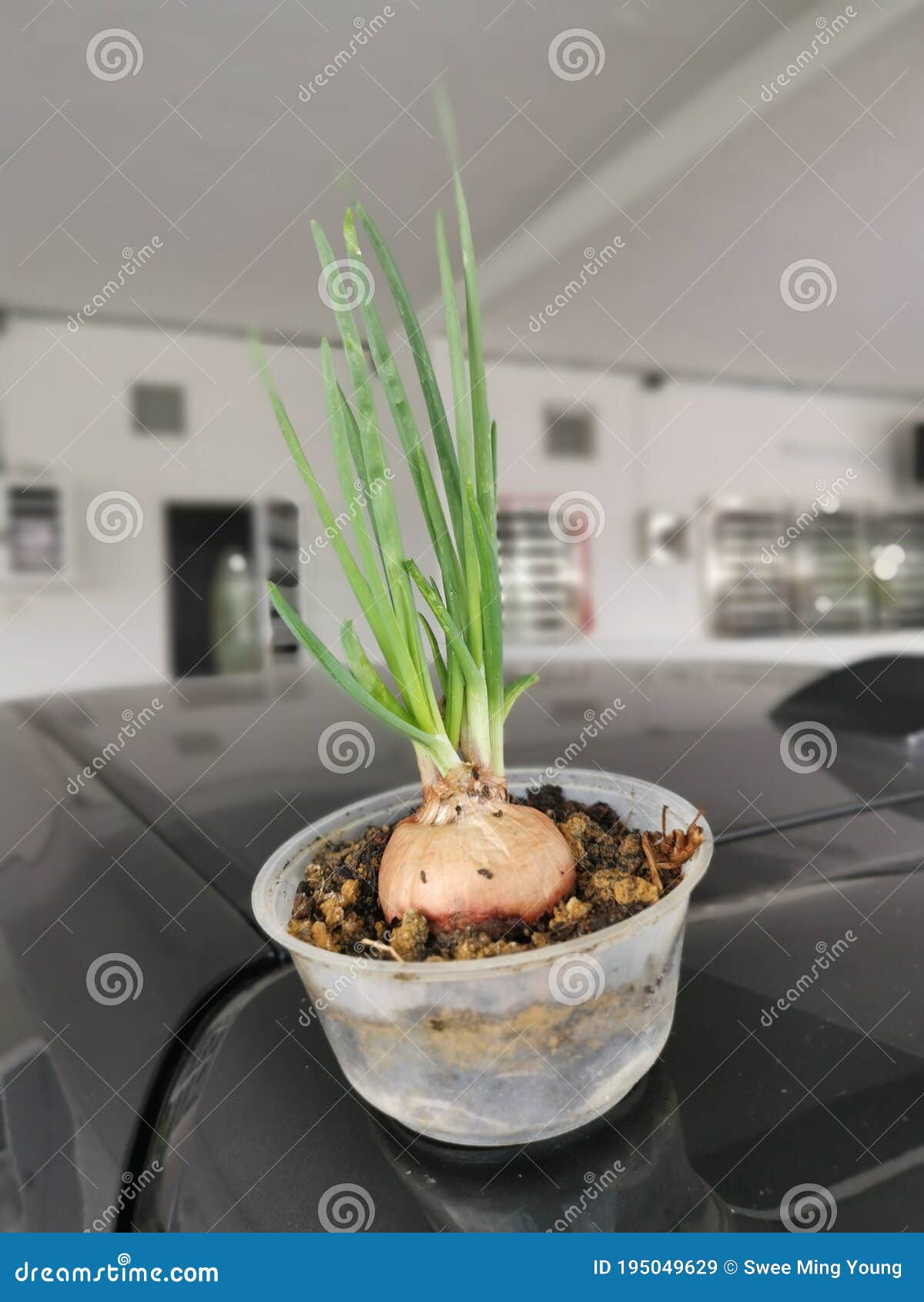 Spring Onion Sprouting from the Fruit in the Plastic Container Stock ...