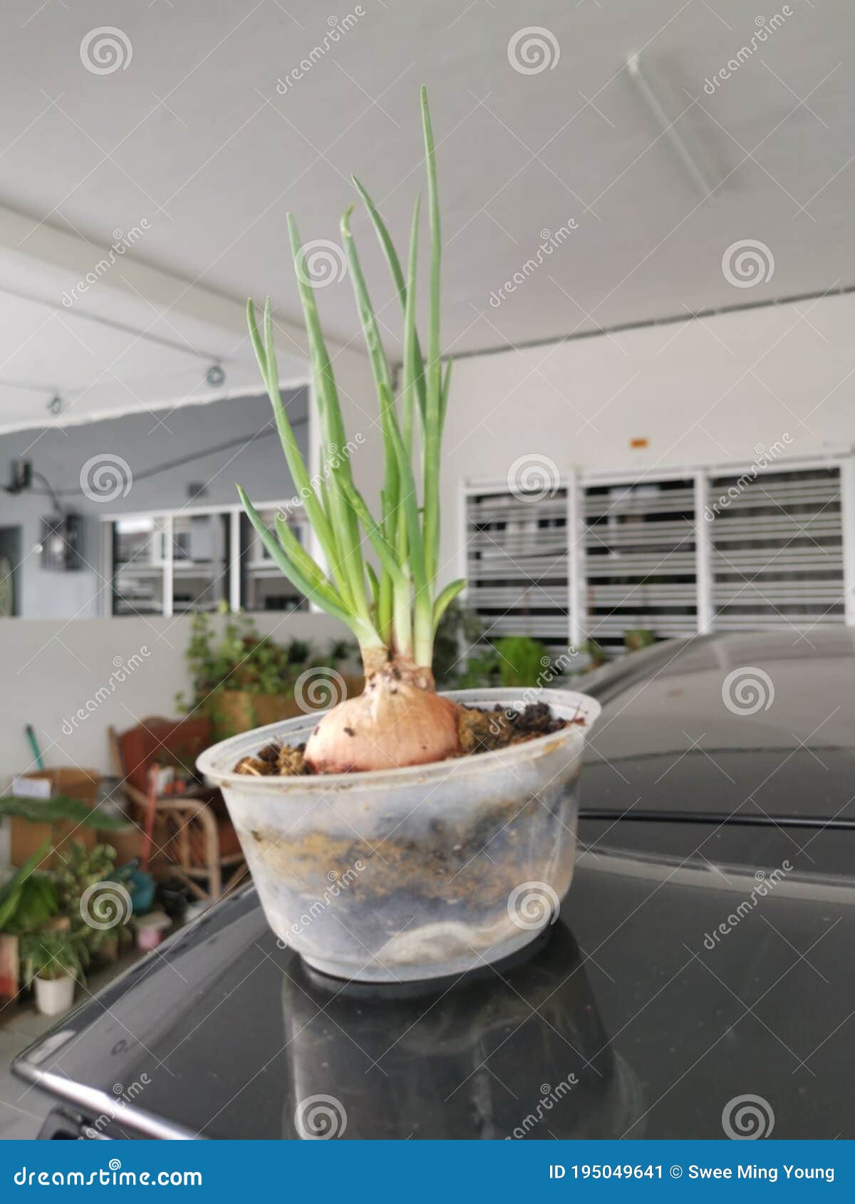 Spring Onion Sprouting from the Fruit in the Plastic Container Stock ...