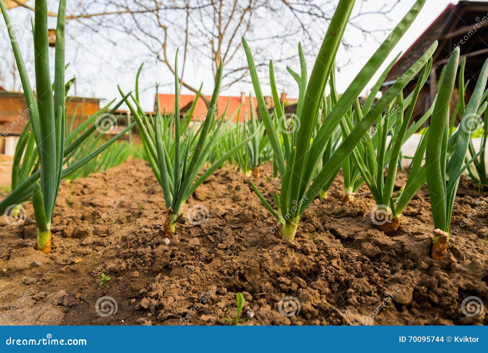 Spring Onion Sprouts in Vegetable Garden Stock Photo - Image of onion ...