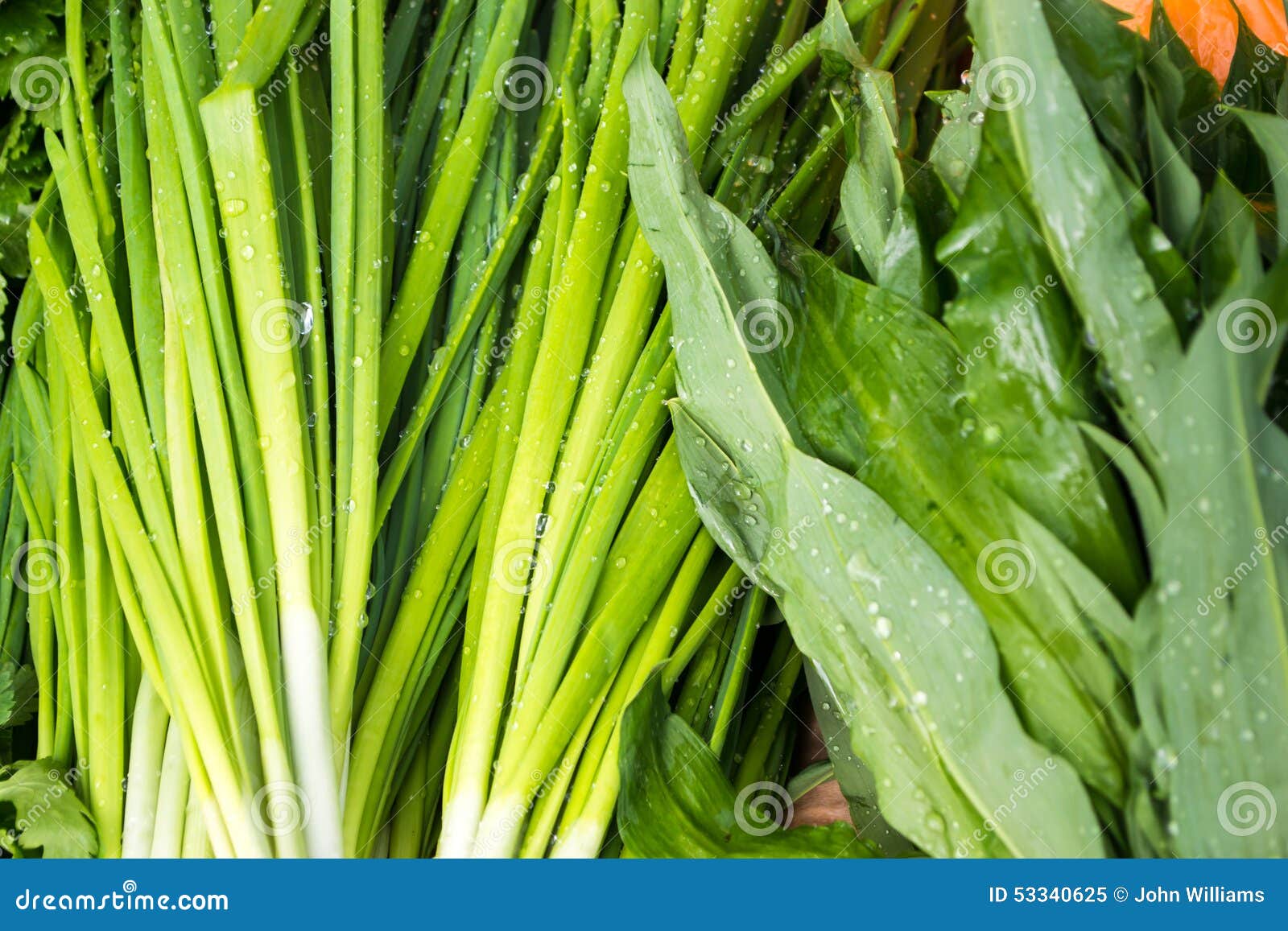 Spring Onion Stems stock image. Image of vegetable, springoinions ...