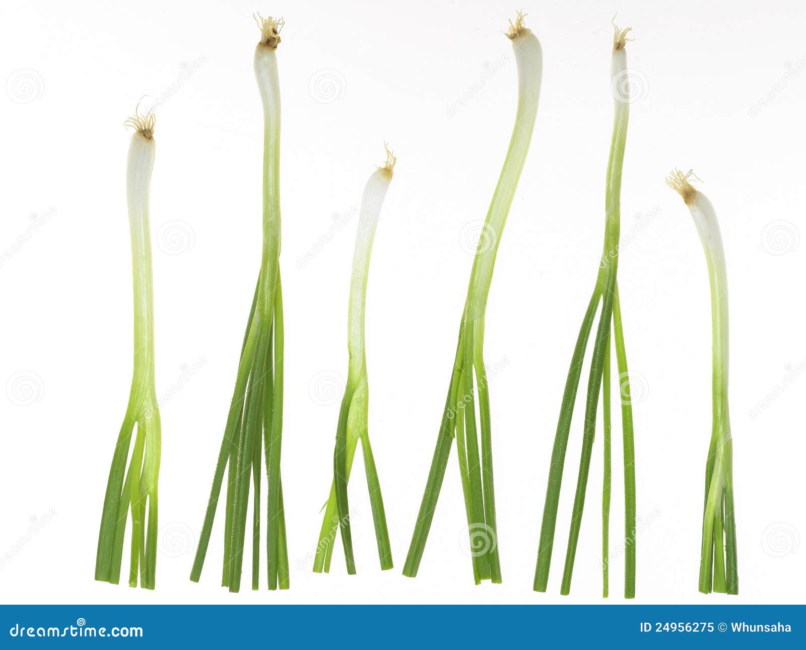 Spring Onion on White Background Stock Image - Image of edible, cuisine ...