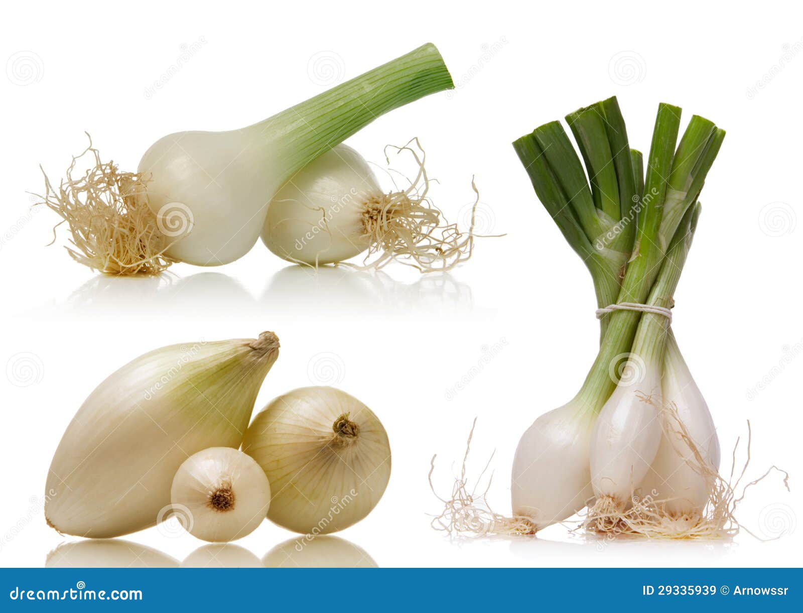 Spring Onion on White Background Stock Image - Image of white, isolated ...