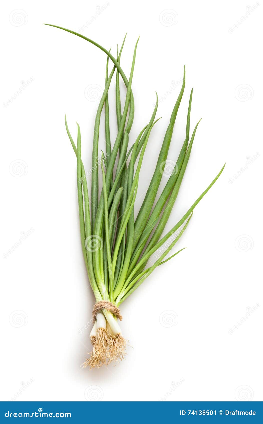 Spring onion stock image. Image of onion, salad, ingredient - 74138501
