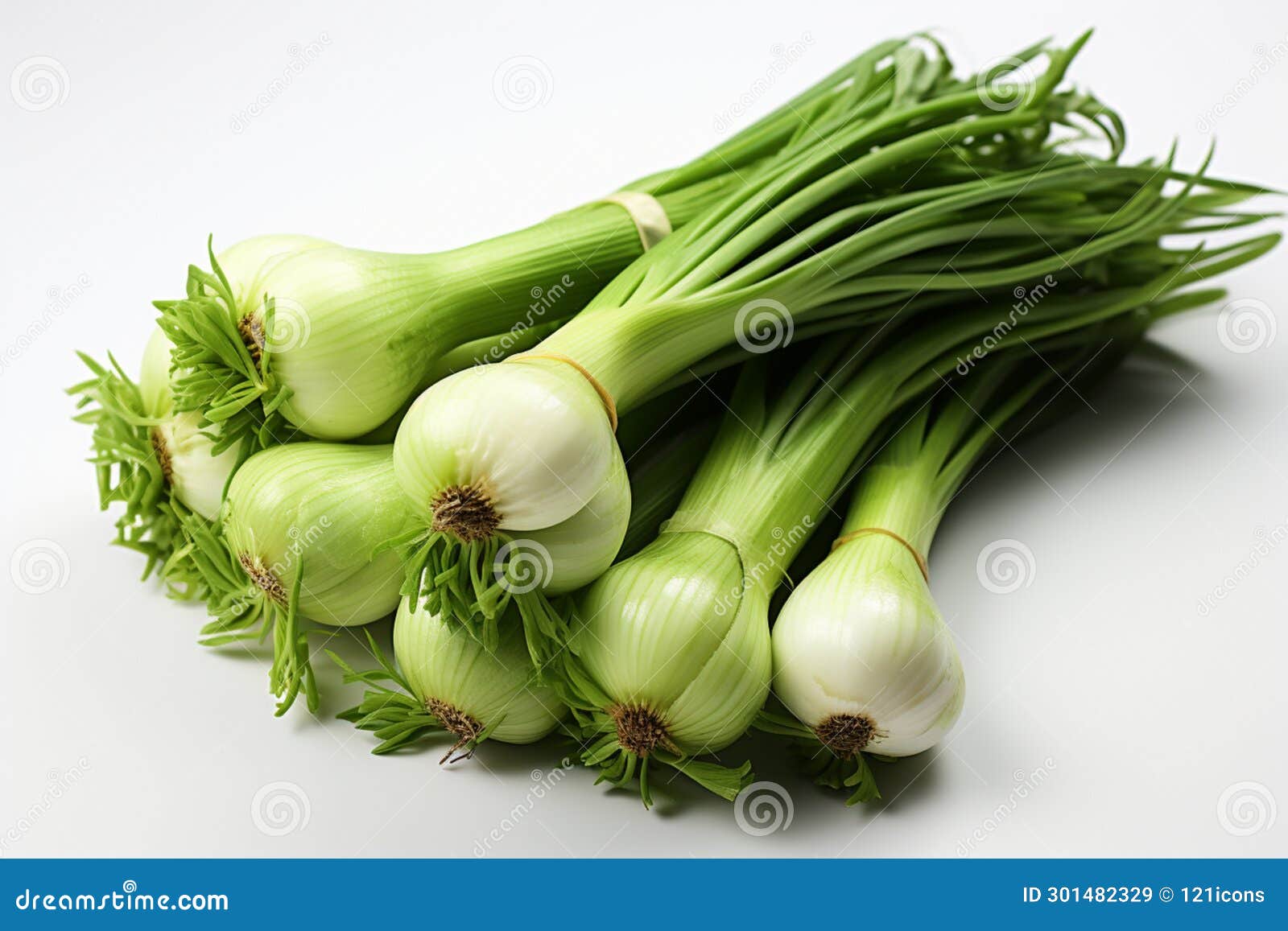Spring Onion on White Background Stock Illustration - Illustration of ...