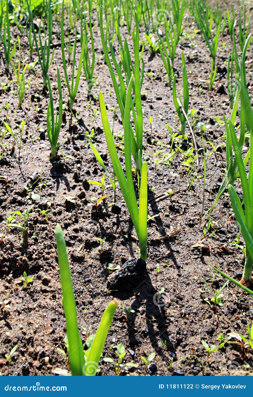 Spring onions stock photo. Image of ingredient, cooking - 11811122