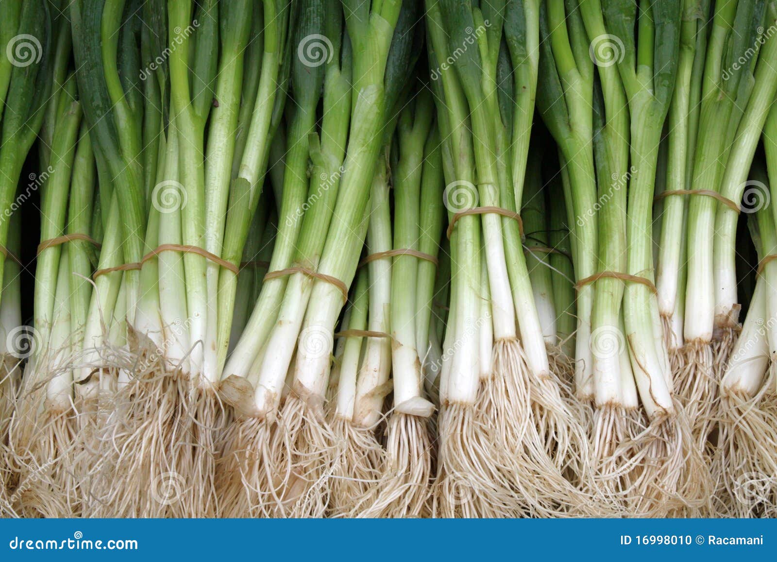 Spring onions stock photo. Image of pure, green, roots - 16998010