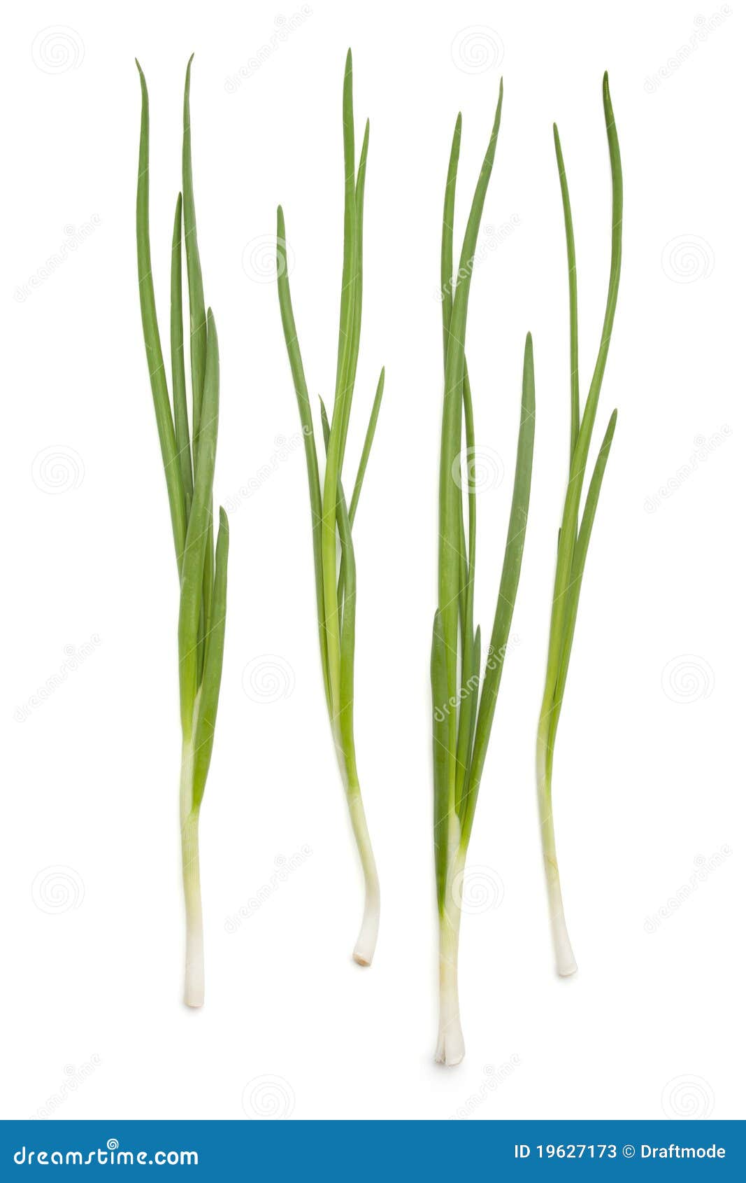 Spring onions stock image. Image of spring, bundle, stalks - 19627173