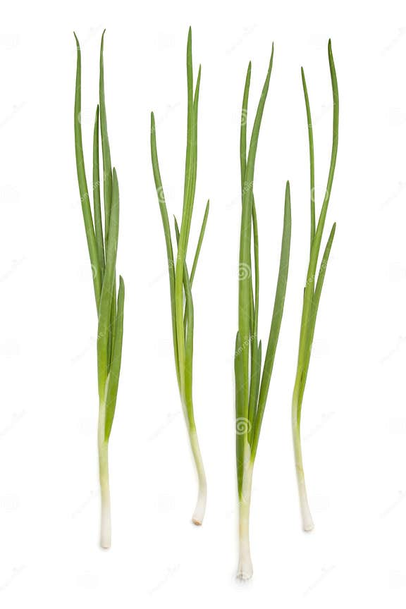 Spring onions stock image. Image of spring, bundle, stalks - 19627173