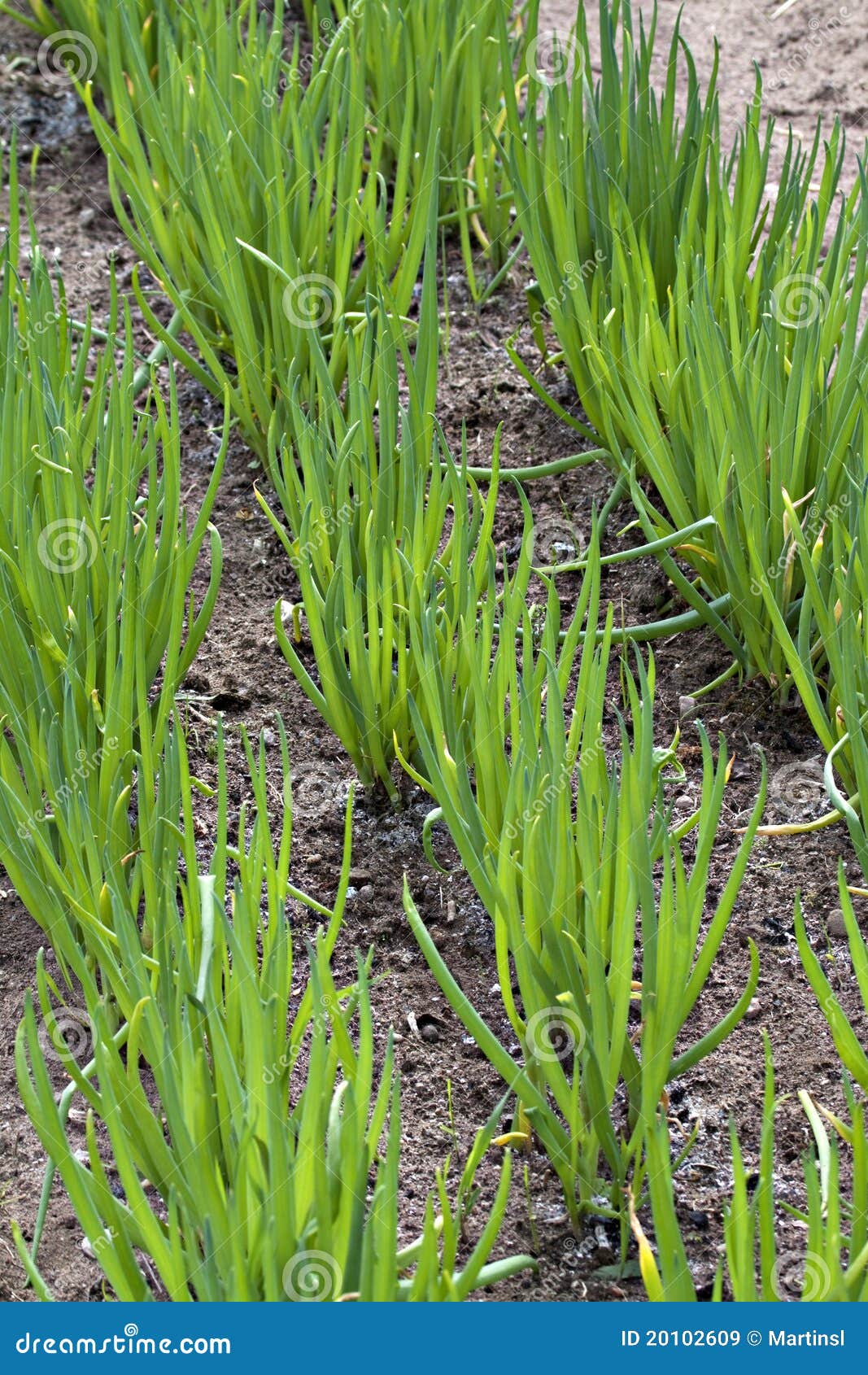 Spring onions. stock image. Image of green, nature, farming - 20102609