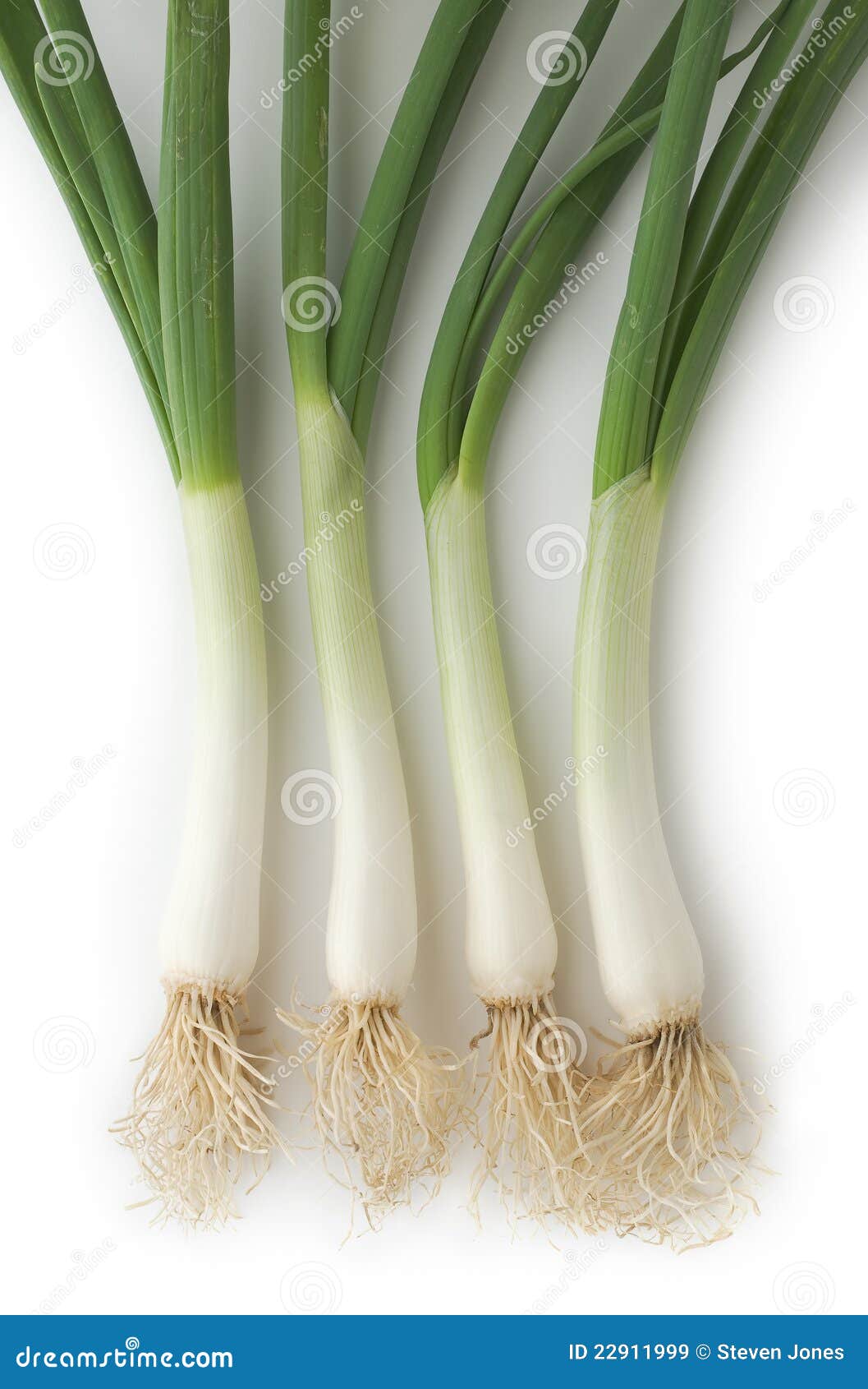 Spring Onions stock image. Image of healthy, scallions - 22911999