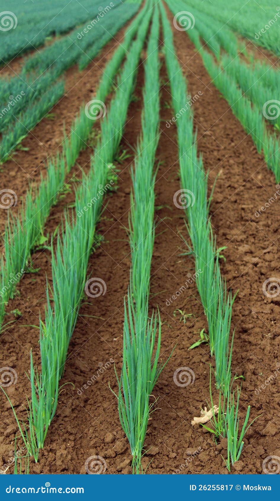 Spring onions stock image. Image of farm, green, production - 26255817