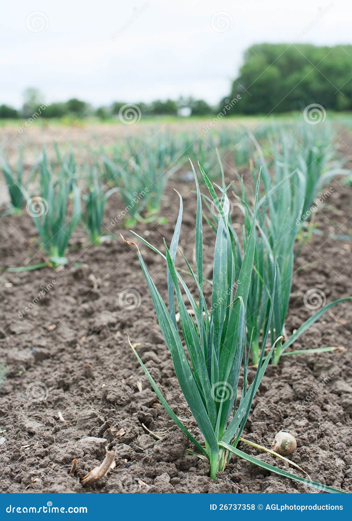 Spring onions stock photo. Image of farming, aromatic - 26737358