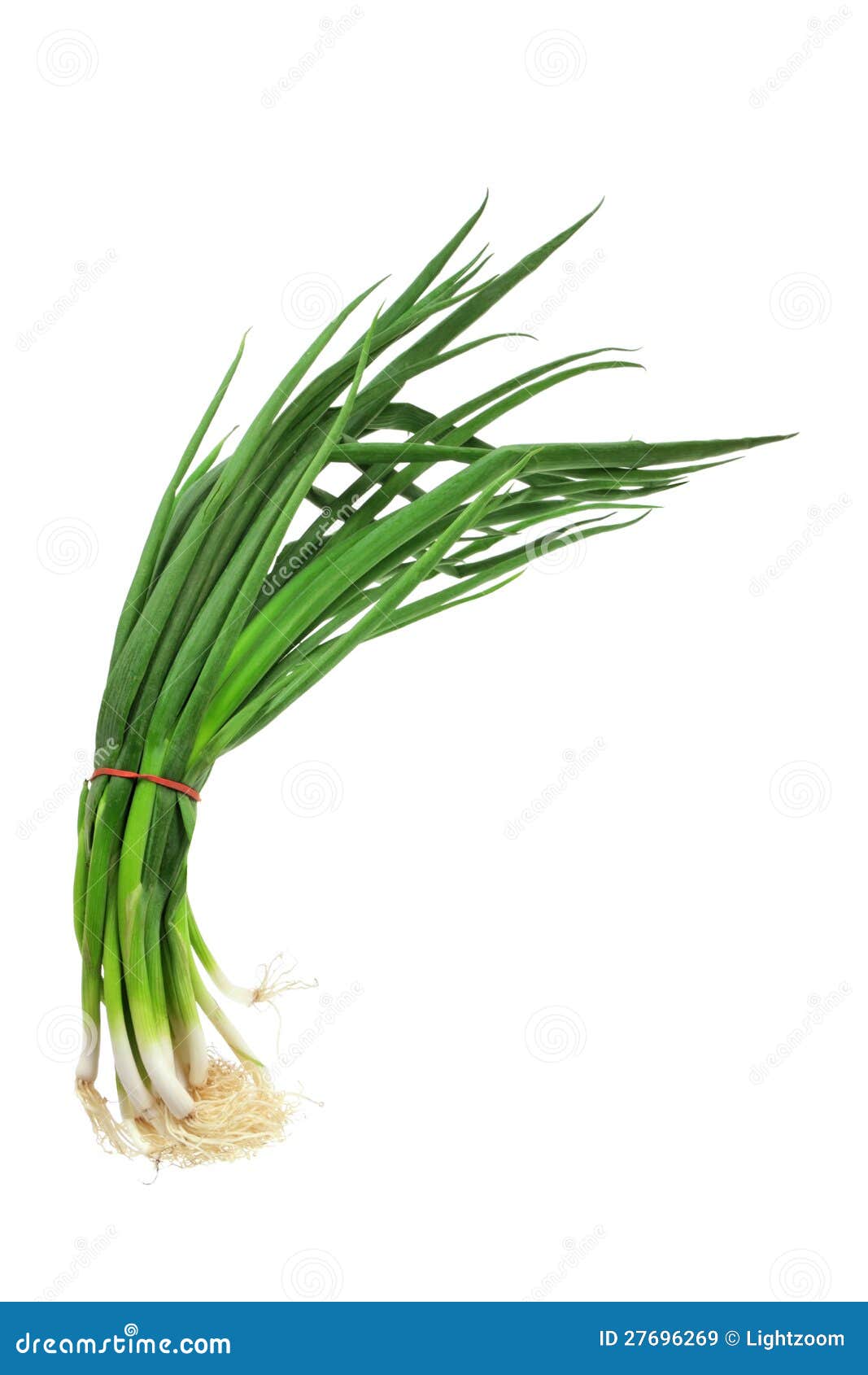 Spring Onions stock image. Image of isolated, shot, ingredient - 27696269