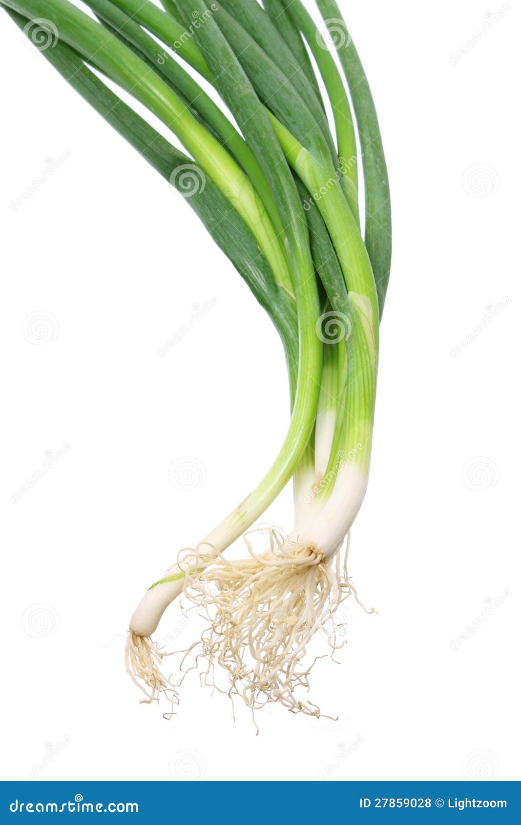 Spring Onions stock photo. Image of vegetable, uncooked - 27859028
