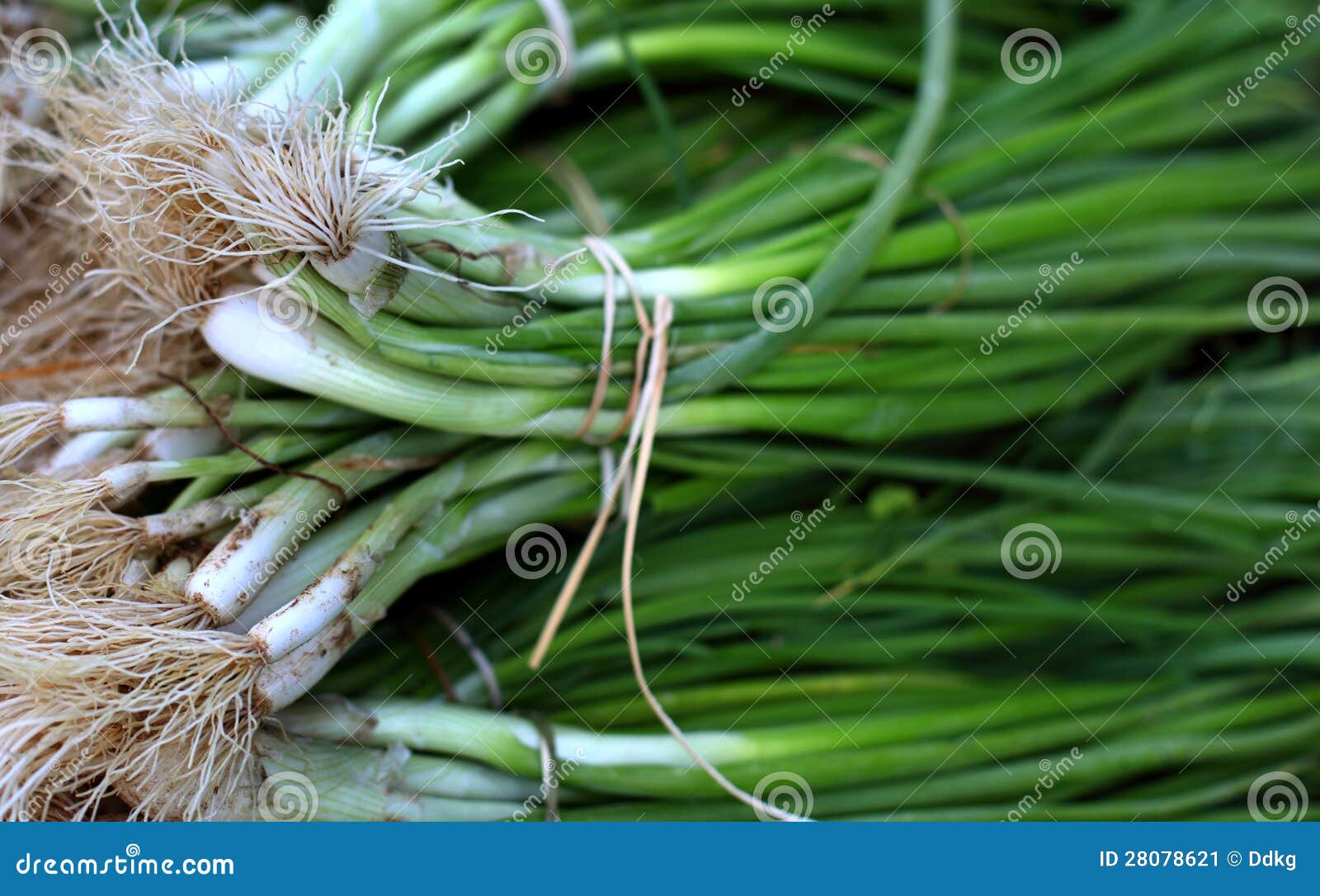 Spring Onions stock image. Image of green, healthy, bunch - 28078621