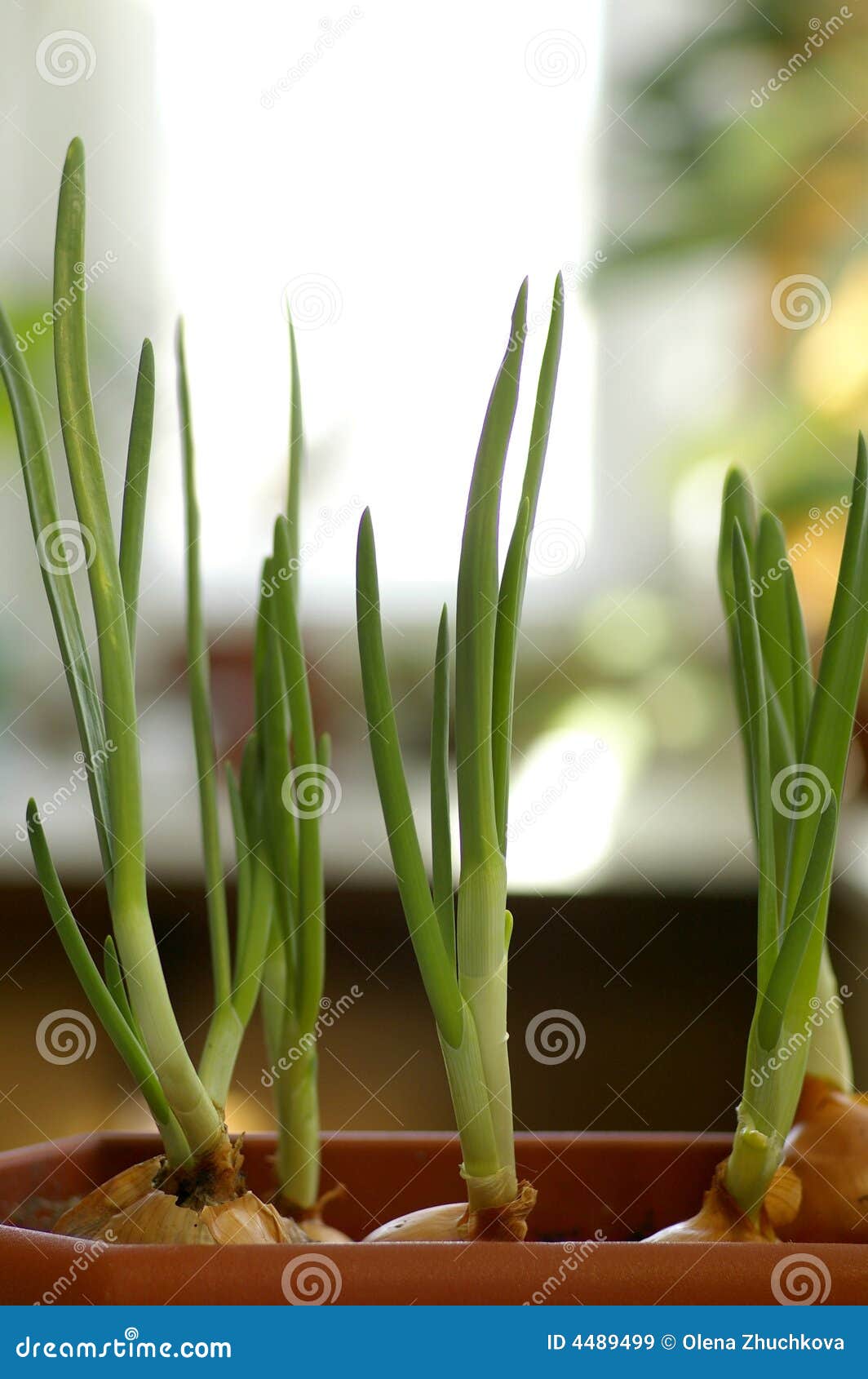 Spring onions stock image. Image of decorative, nature - 4489499