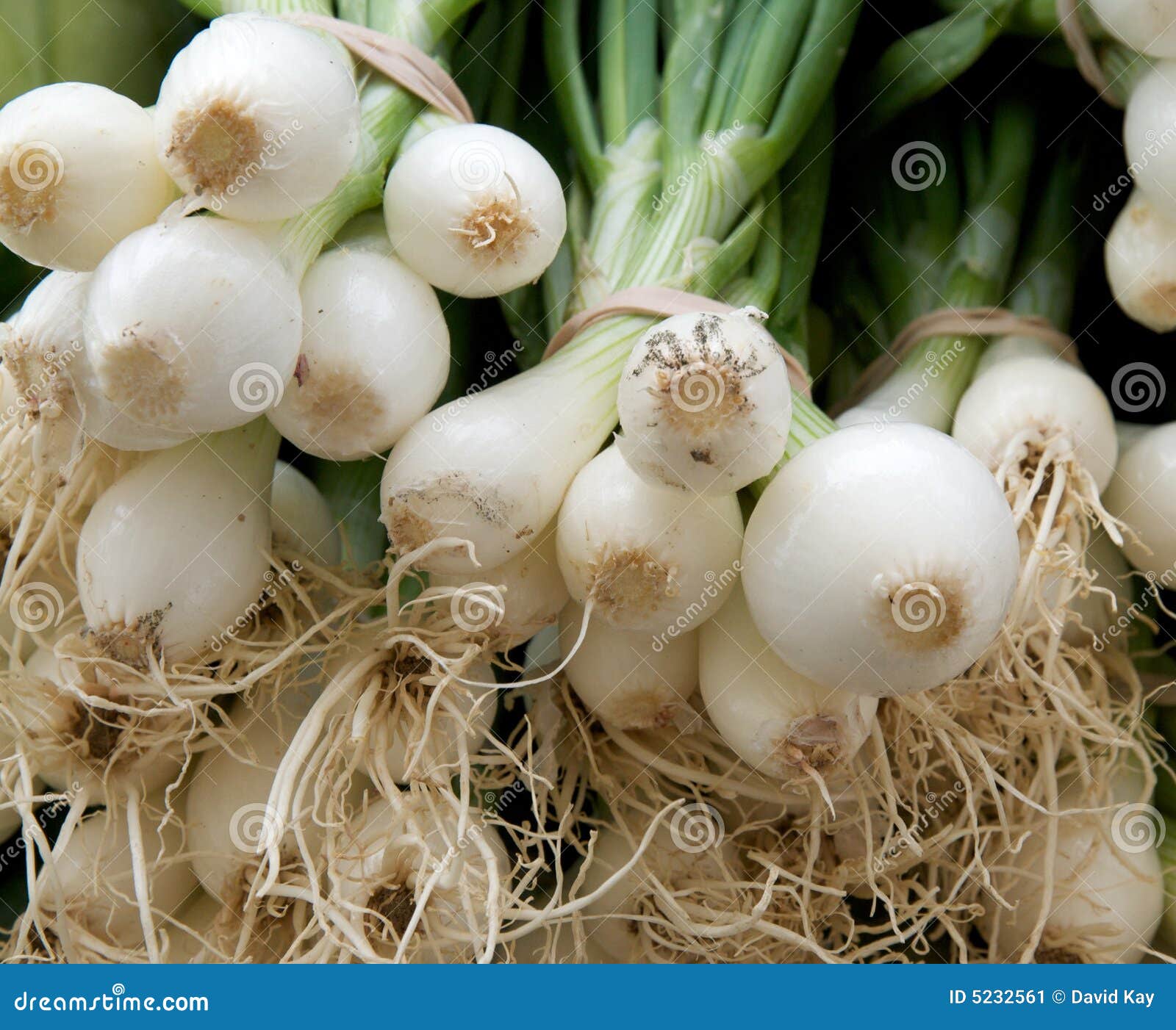 Spring onions stock image. Image of farm, green, spring - 5232561
