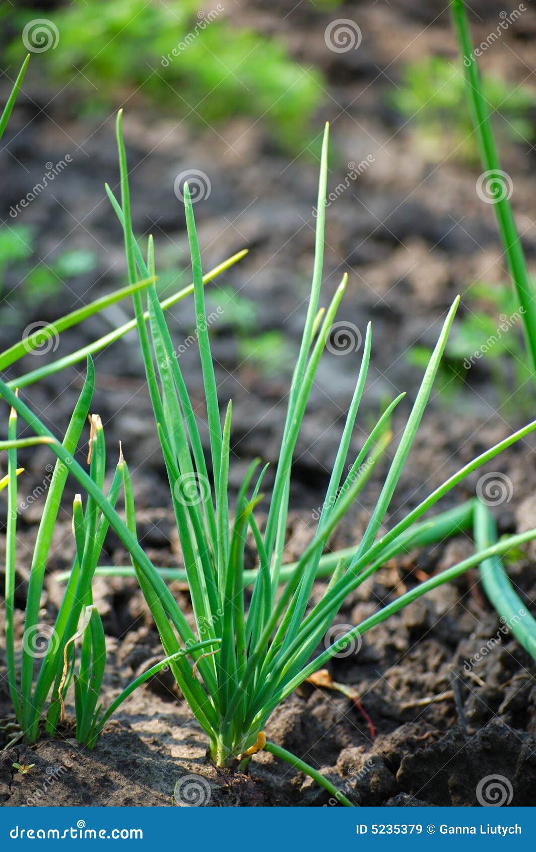 Spring onions stock image. Image of leek, green, leaves - 5235379