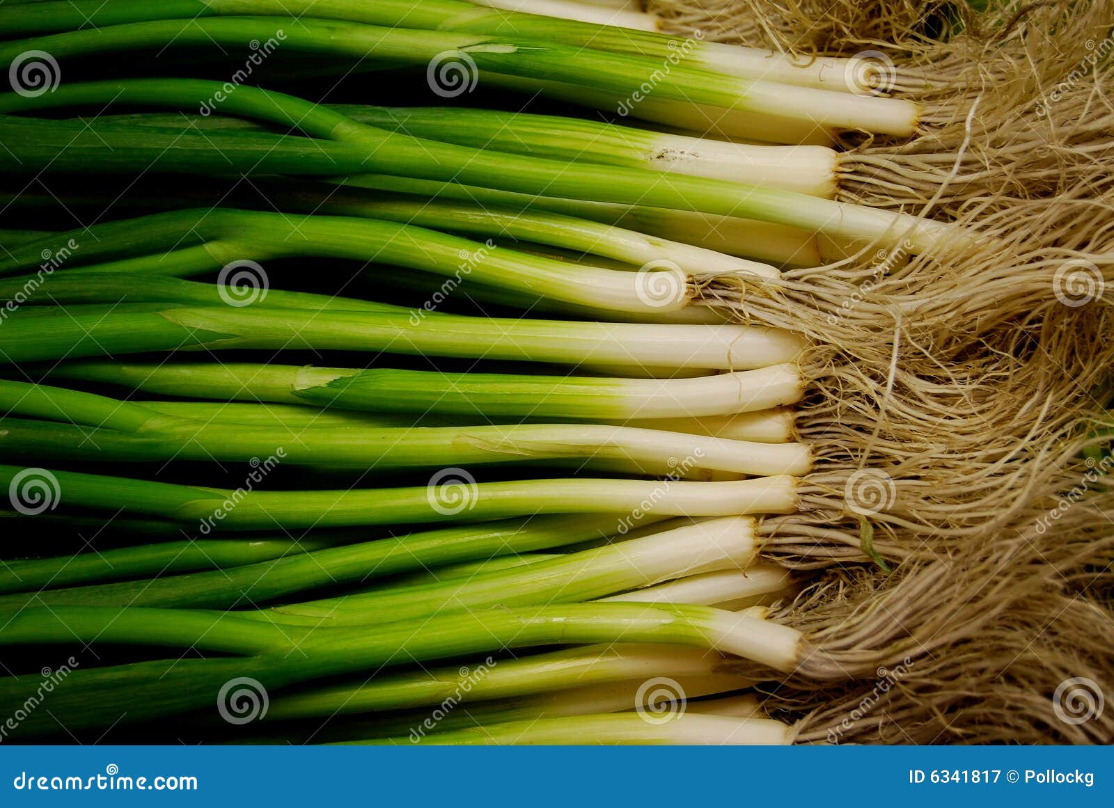 Spring onions stock image. Image of organic, diet, fresh - 6341817