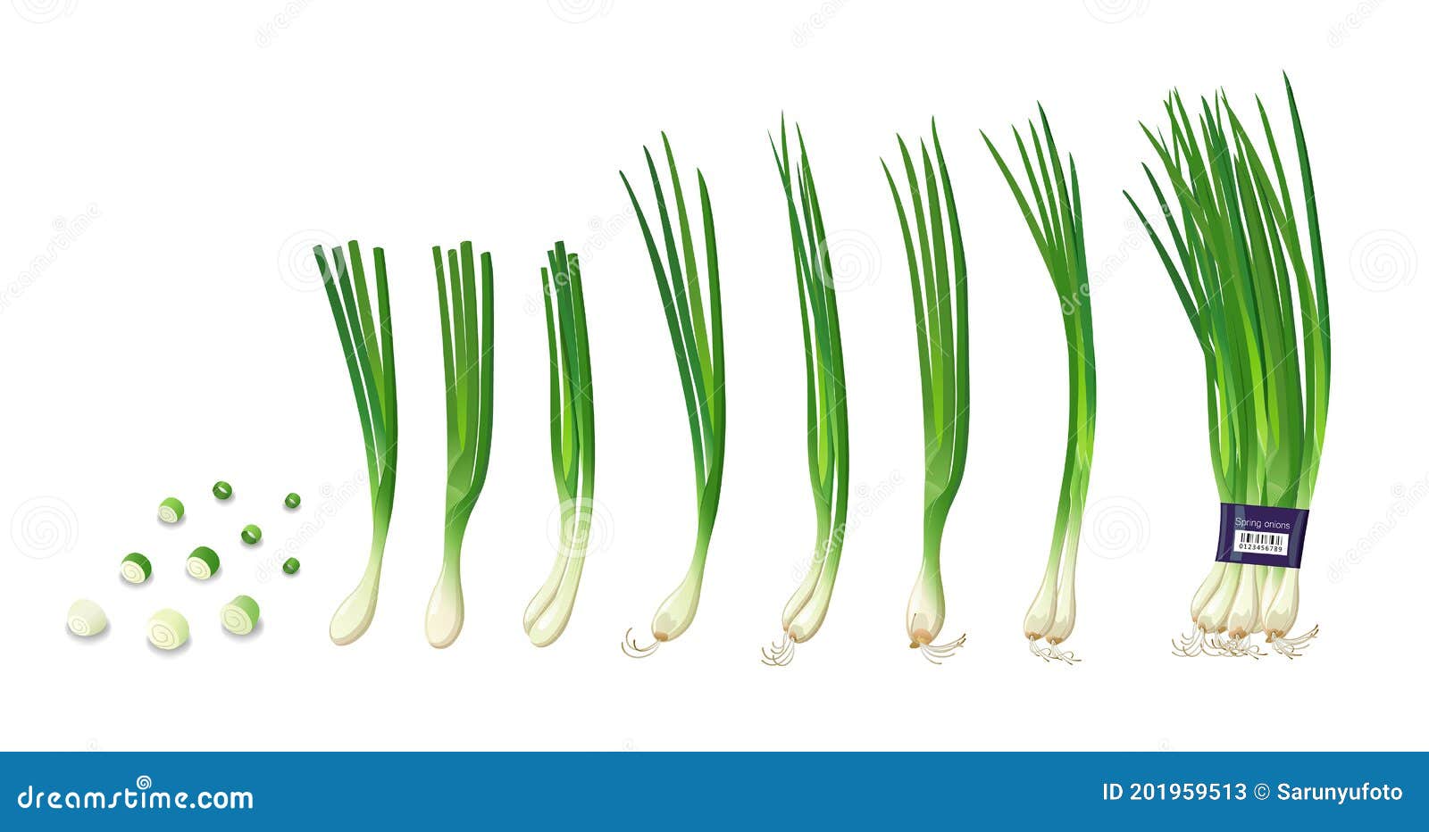 Spring Onions Character. Spring Onions Vector. Spring Onions On Color ...
