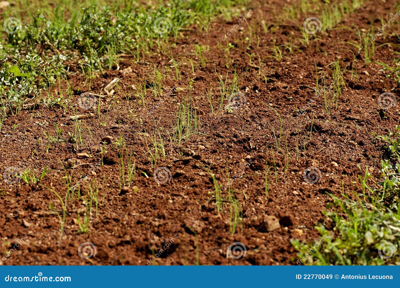 Spring onions in a field stock image. Image of farm, agriculture - 22770049