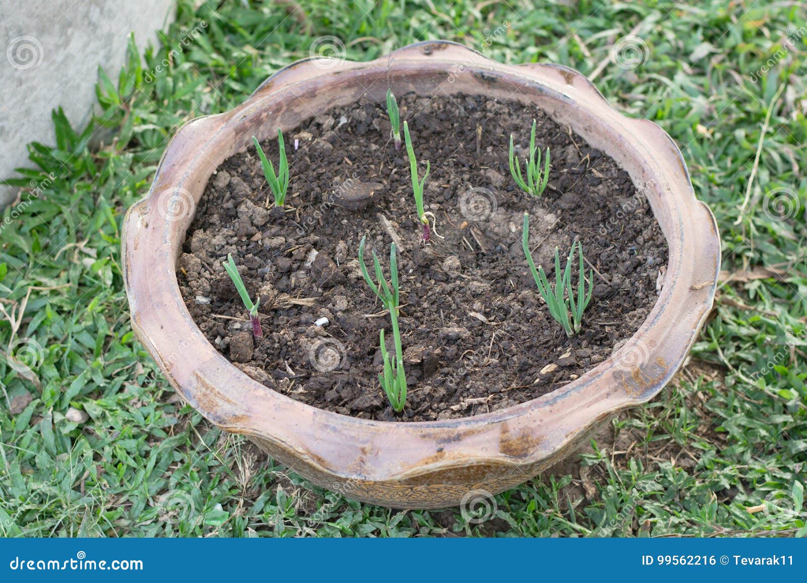 Spring Onions Growing in the Soil Stock Photo - Image of agriculture ...