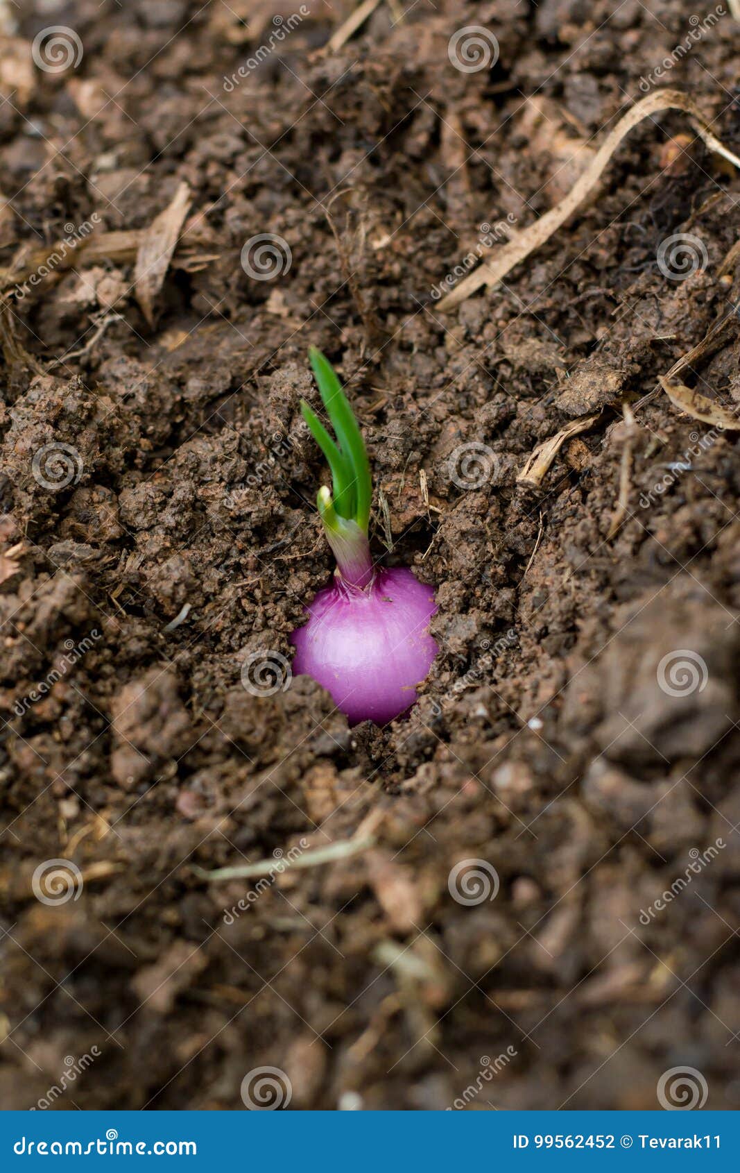 Spring Onions Growing in the Soil Stock Photo - Image of organic, close ...