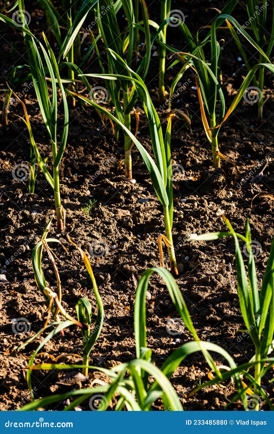 Spring Onions Grown in Vegetable Garden Plots, Organically Grown Onions ...
