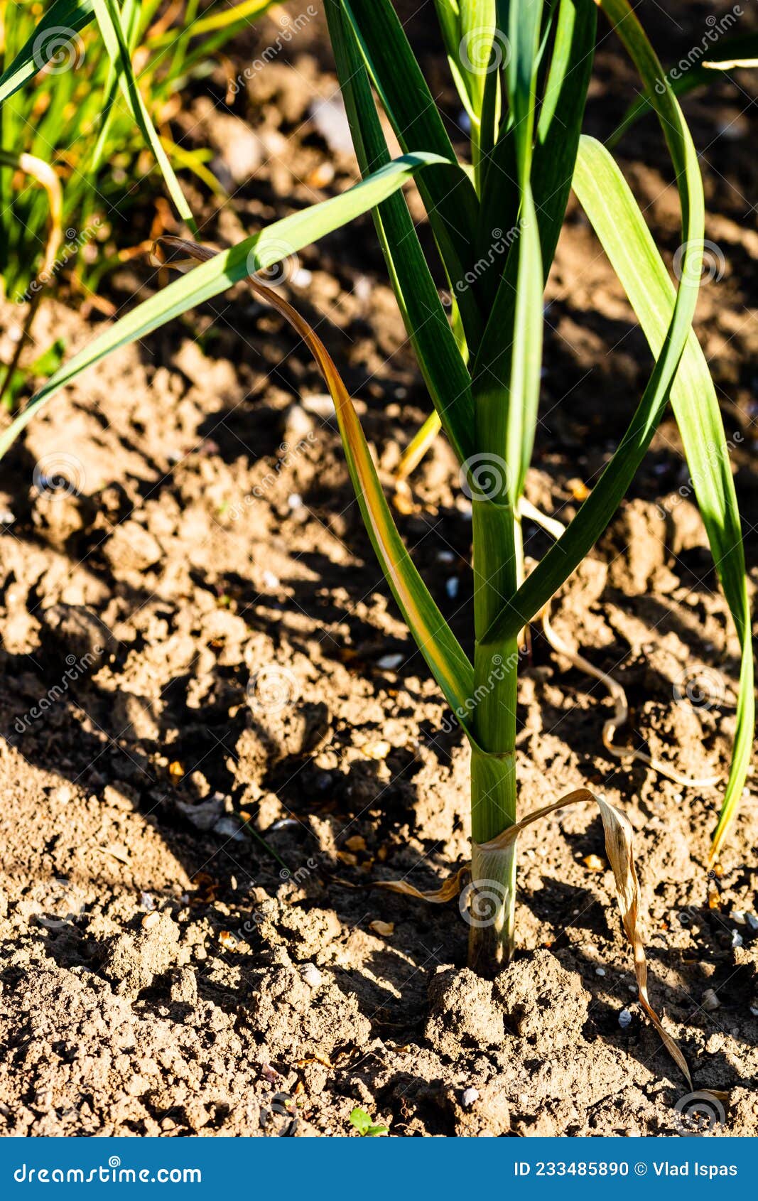 Spring Onions Grown in Vegetable Garden Plots, Organically Grown Onions ...
