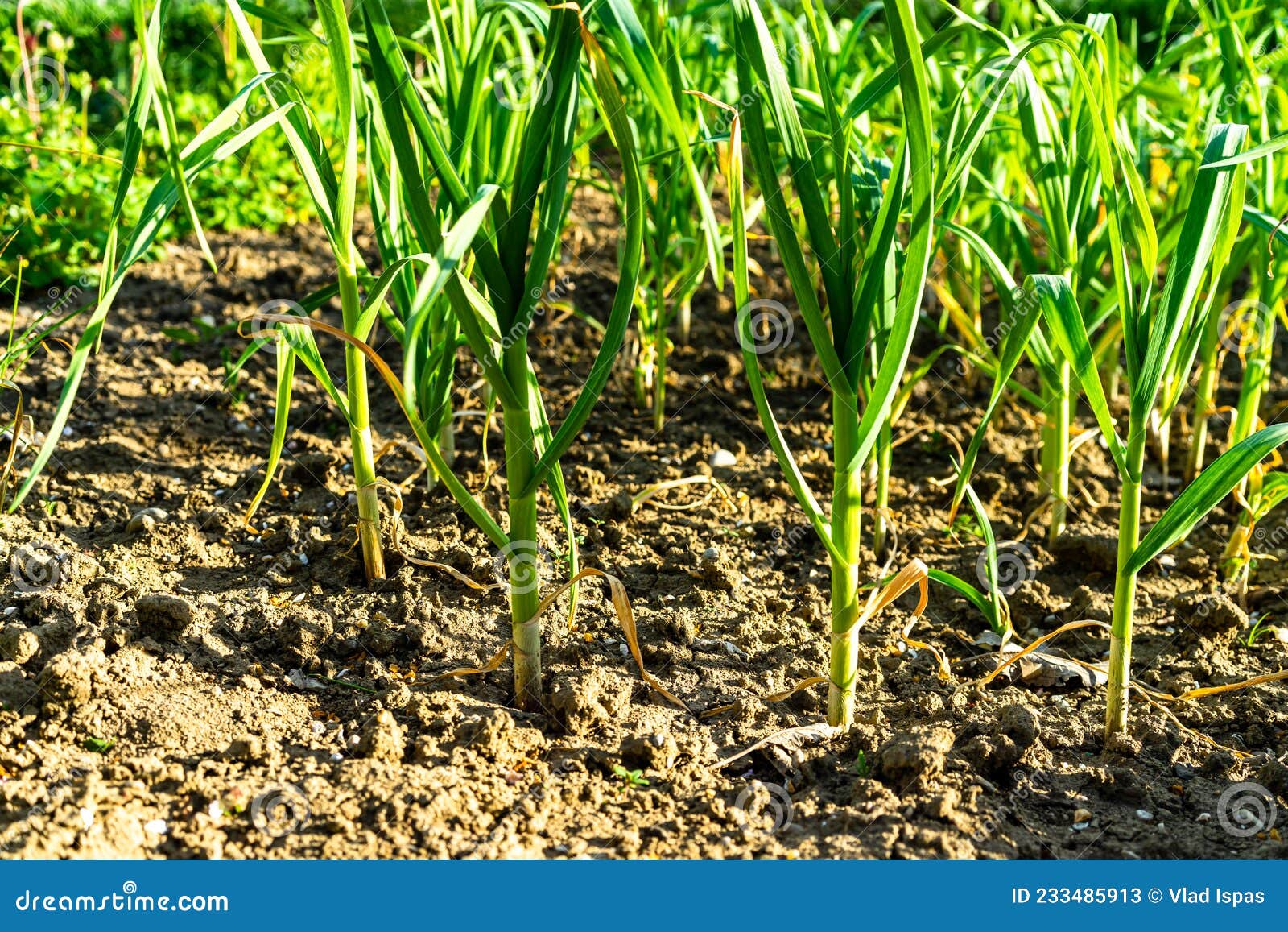Spring Onions Grown in Vegetable Garden Plots, Organically Grown Onions ...