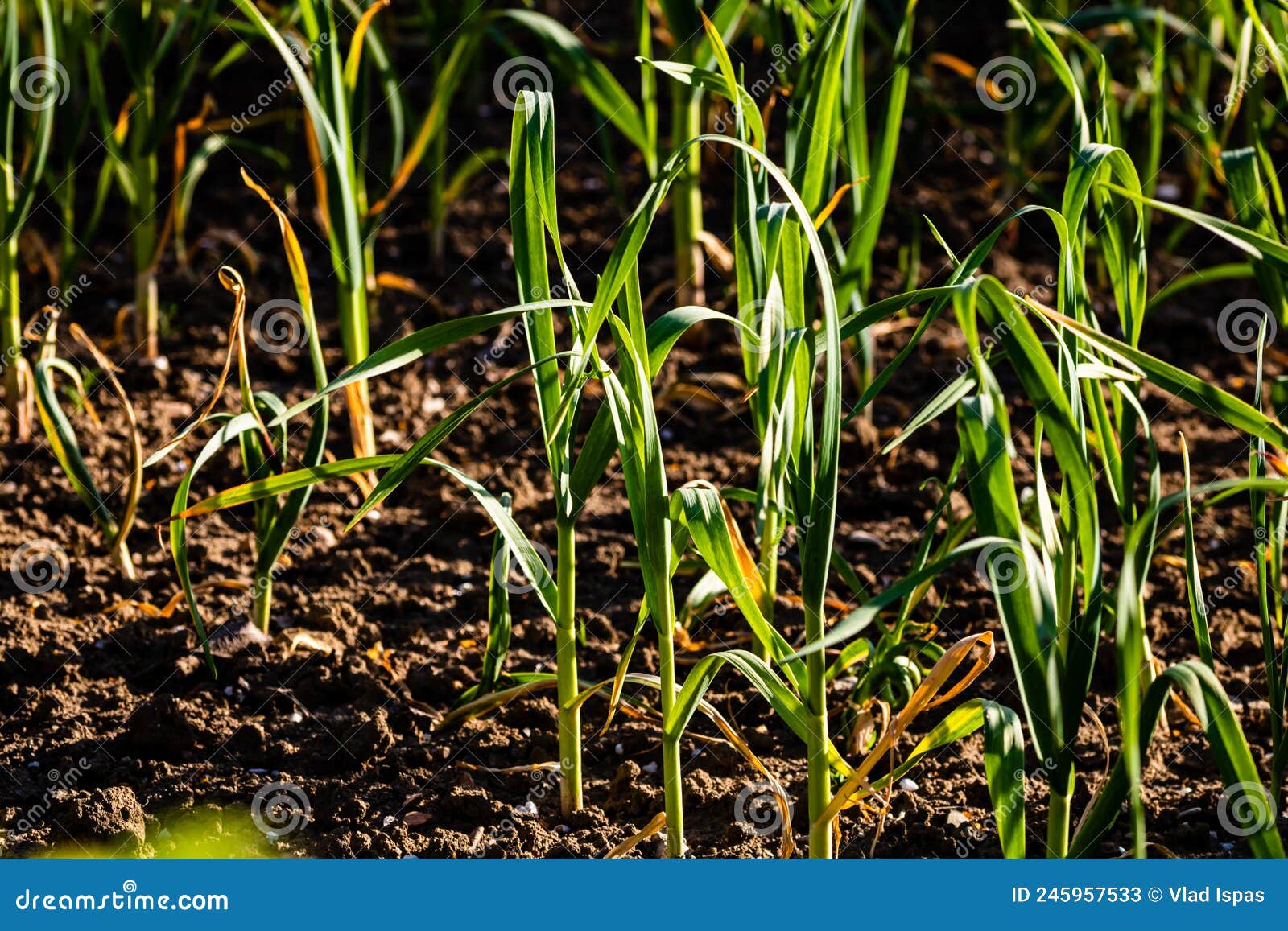 Spring Onions Grown in Vegetable Garden Plots, Organically Grown Onions ...