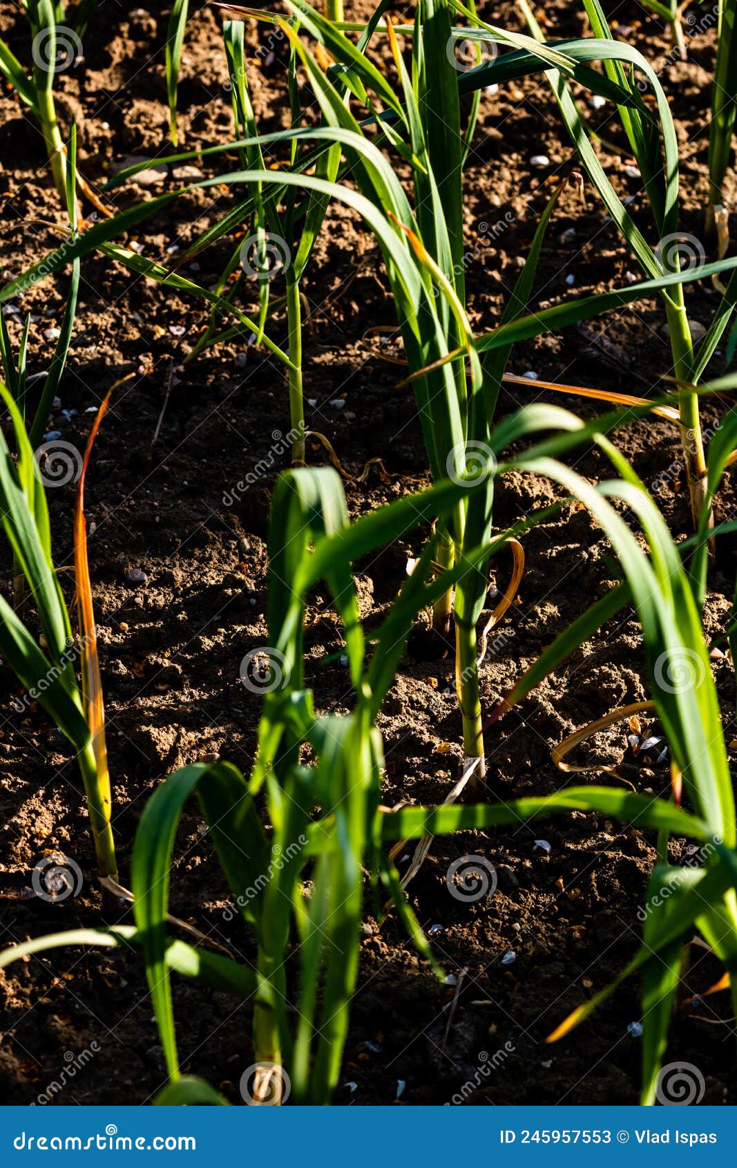 Spring Onions Grown in Vegetable Garden Plots, Organically Grown Onions ...