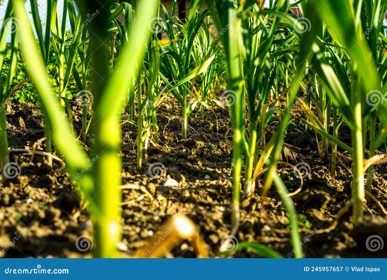 Spring Onions Grown in Vegetable Garden Plots, Organically Grown Onions ...