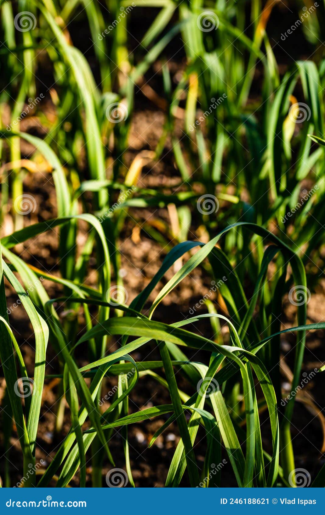Spring Onions Grown in Vegetable Garden Plots, Organically Grown Onions ...