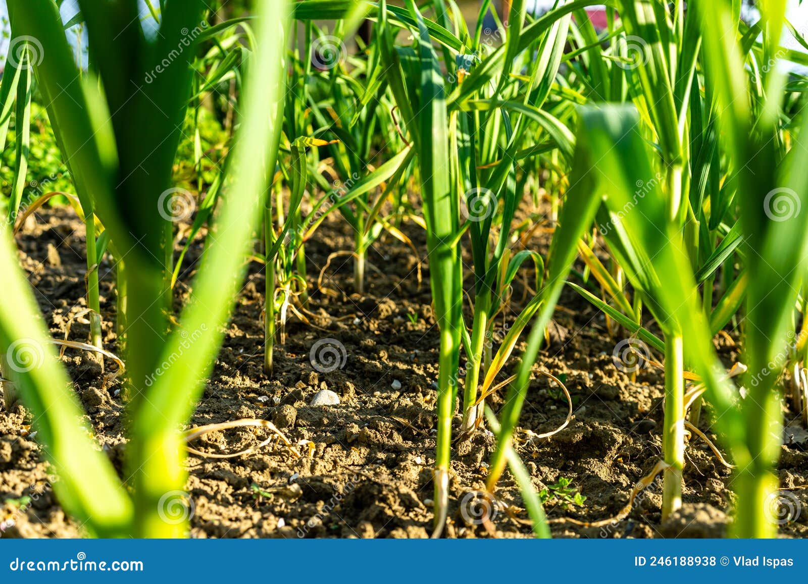 Spring Onions Grown in Vegetable Garden Plots, Organically Grown Onions ...