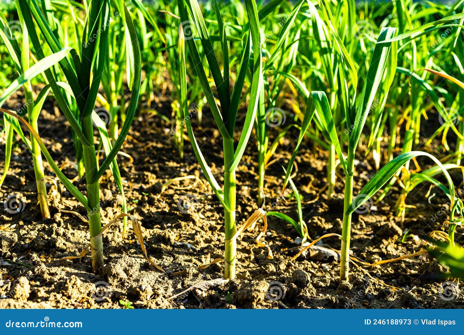 Spring Onions Grown in Vegetable Garden Plots, Organically Grown Onions ...