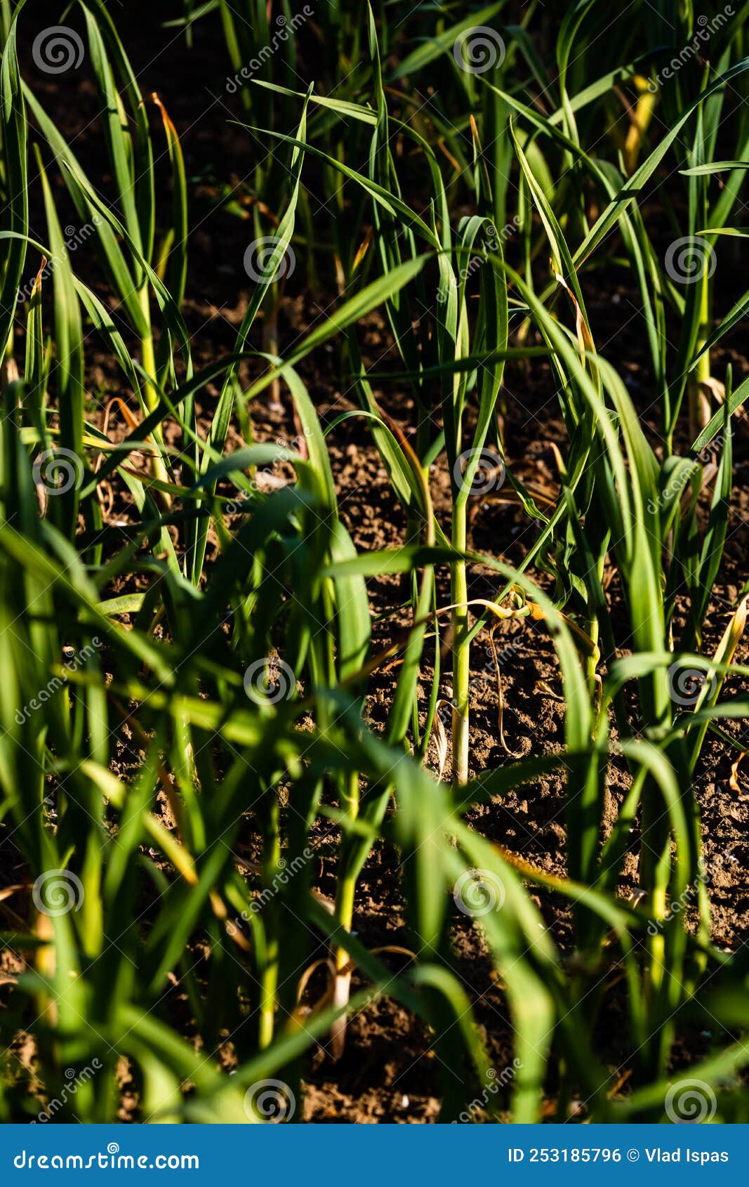 Spring Onions Grown in Vegetable Garden Plots, Organically Grown Onions ...