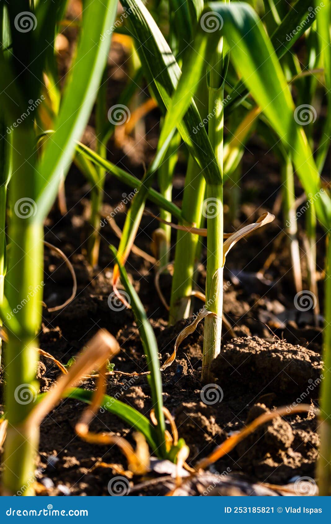 Spring Onions Grown in Vegetable Garden Plots, Organically Grown Onions ...