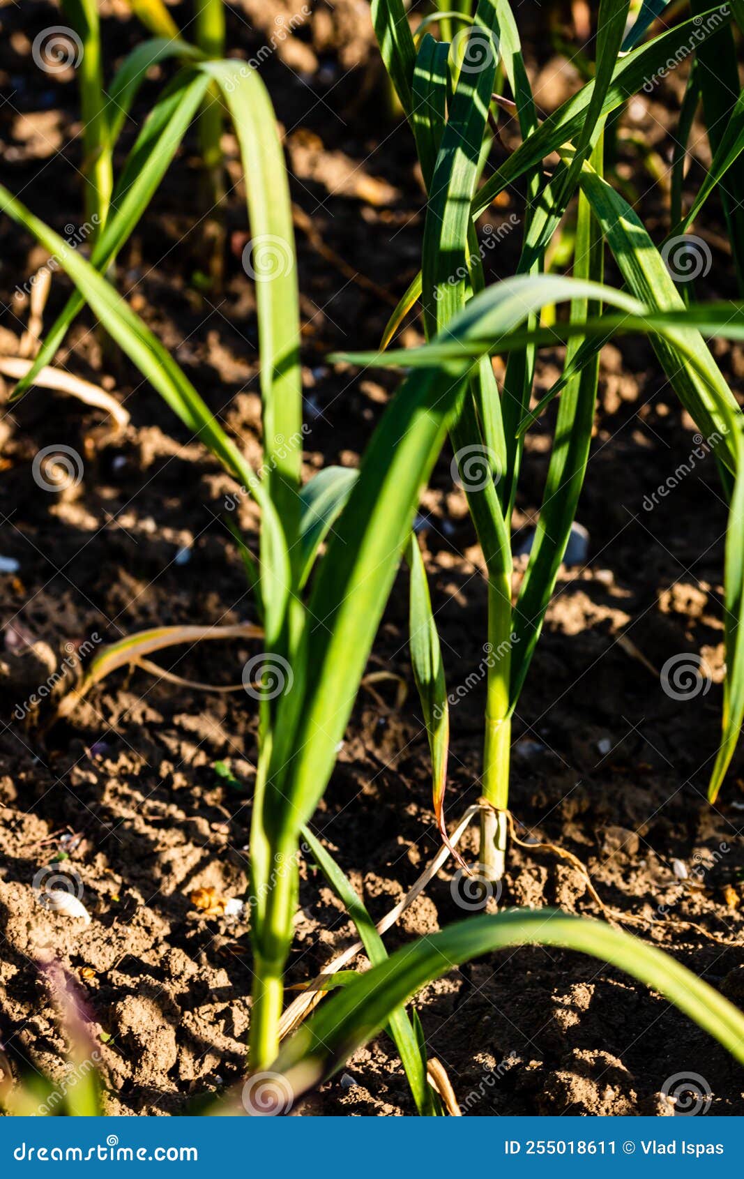 Spring Onions Grown in Vegetable Garden Plots, Organically Grown Onions ...