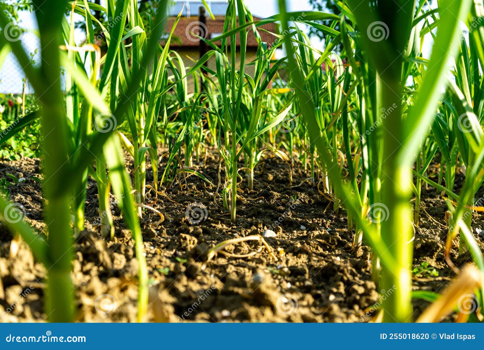 Spring Onions Grown in Vegetable Garden Plots, Organically Grown Onions ...