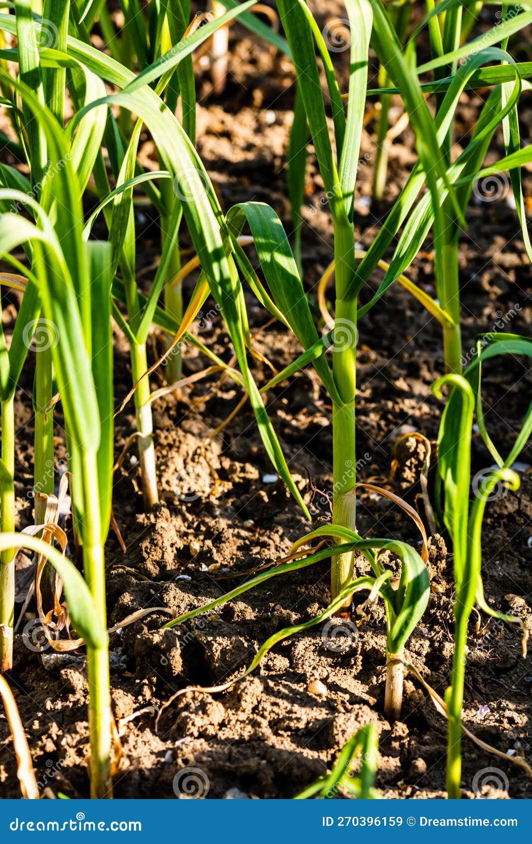 Spring Onions Grown in Vegetable Garden Plots, Organically Grown Onions ...