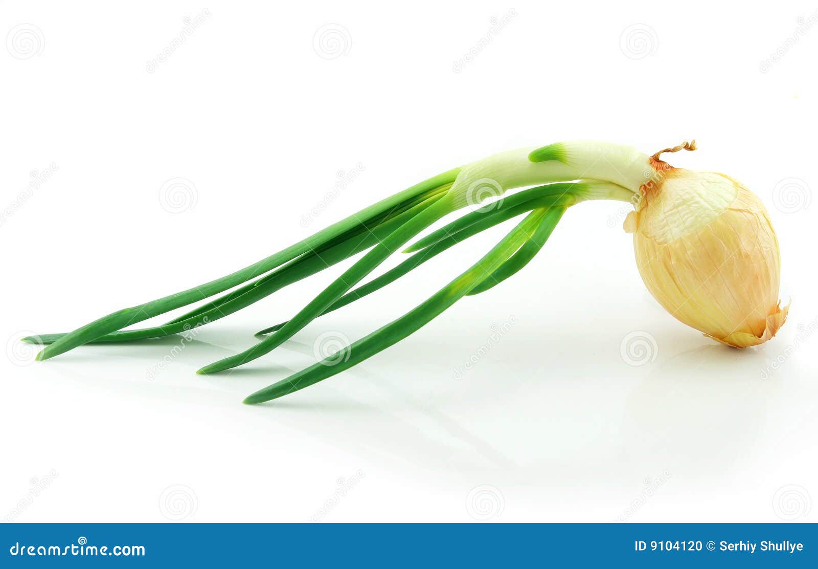 Spring Onions Isolated on White Stock Photo - Image of bulb, leeks: 9104120