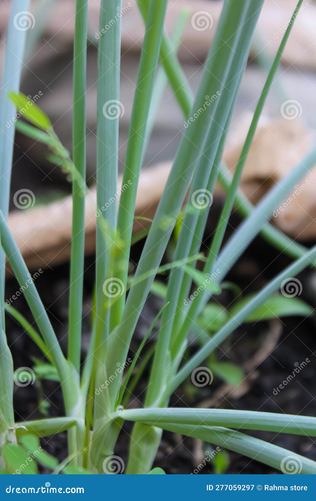 Spring Onions, or Long Scallions, Fragrant, Cooked with Vegetable Soup ...