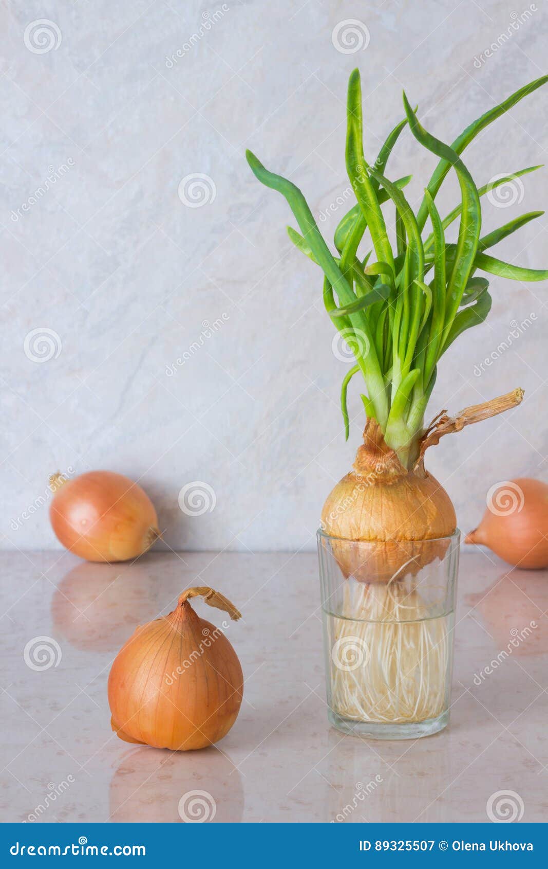 Spring Onions with Roots in a Glass of Water. Three Onions on Th Stock ...
