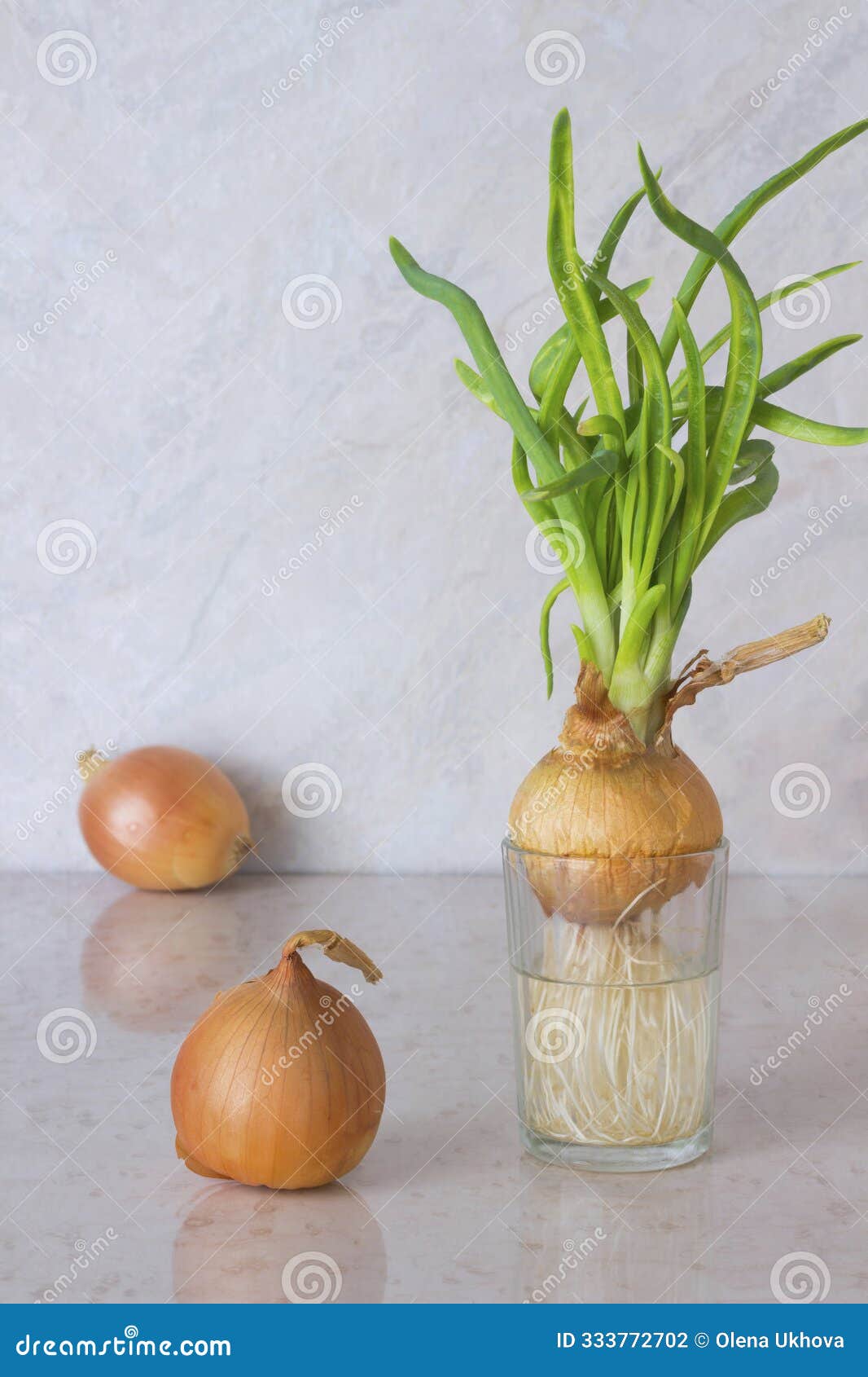 Spring Onions with Roots in a Glass of Water. Three Onions on the Table ...