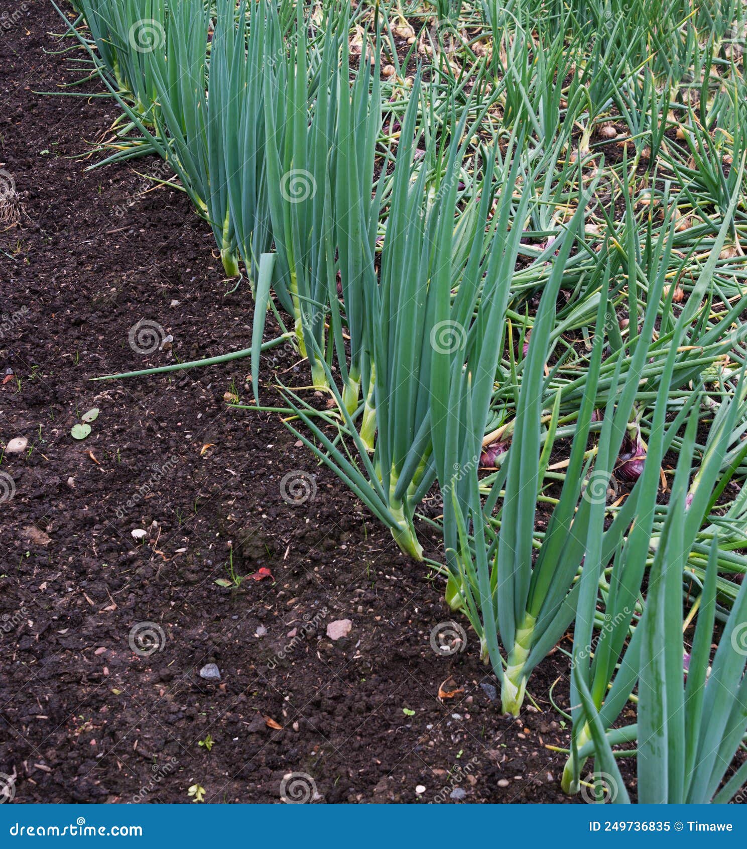 Onions Growing In The Garden In Rows At Open Ground Farm. Garden Bed ...