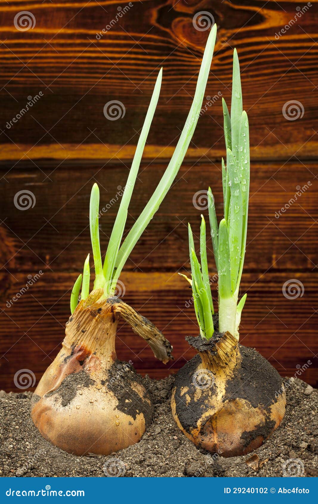 Spring onions in soil stock photo. Image of cultivating - 29240102